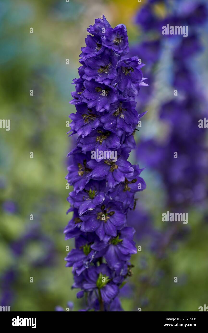 Larkspur flowers hi-res stock photography and images - Alamy