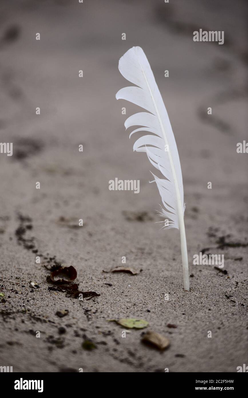 feather stuck in the sand Stock Photo - Alamy