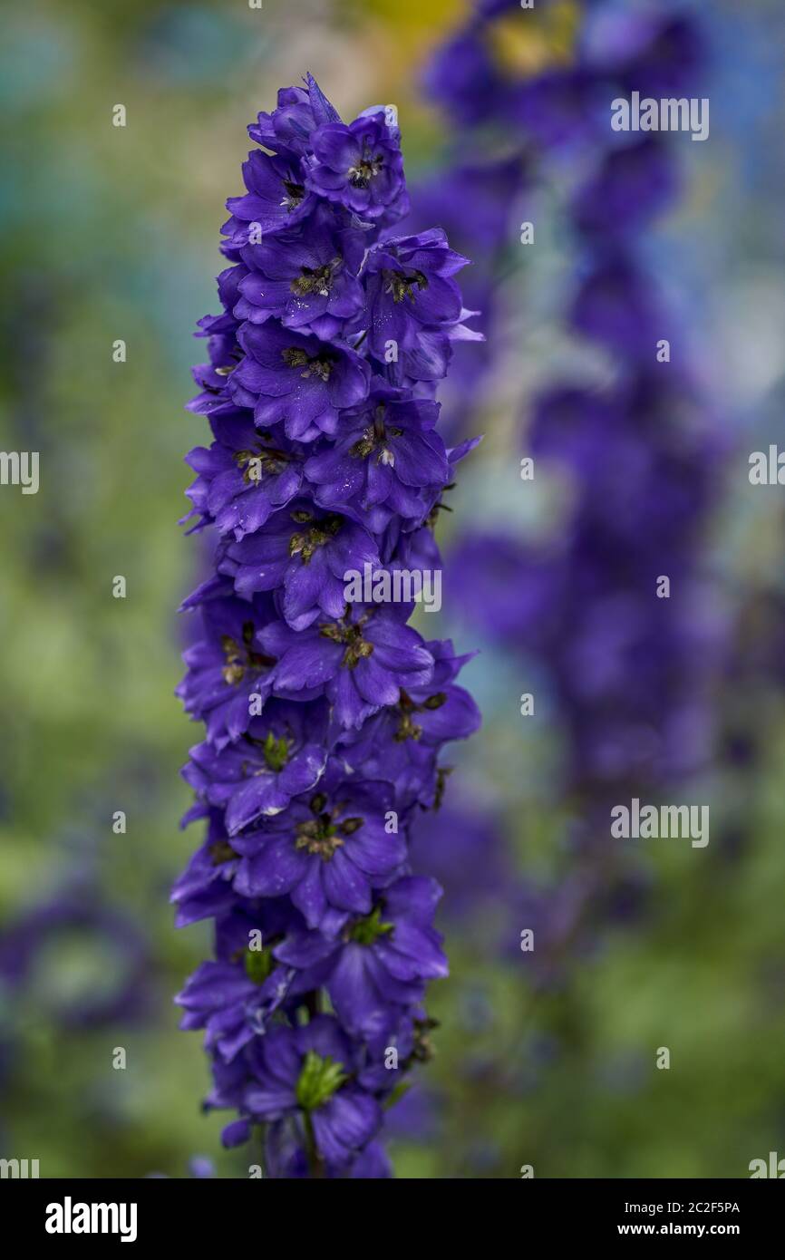 Violet Delphinium larkspur flowers in full bloom Stock Photo - Alamy