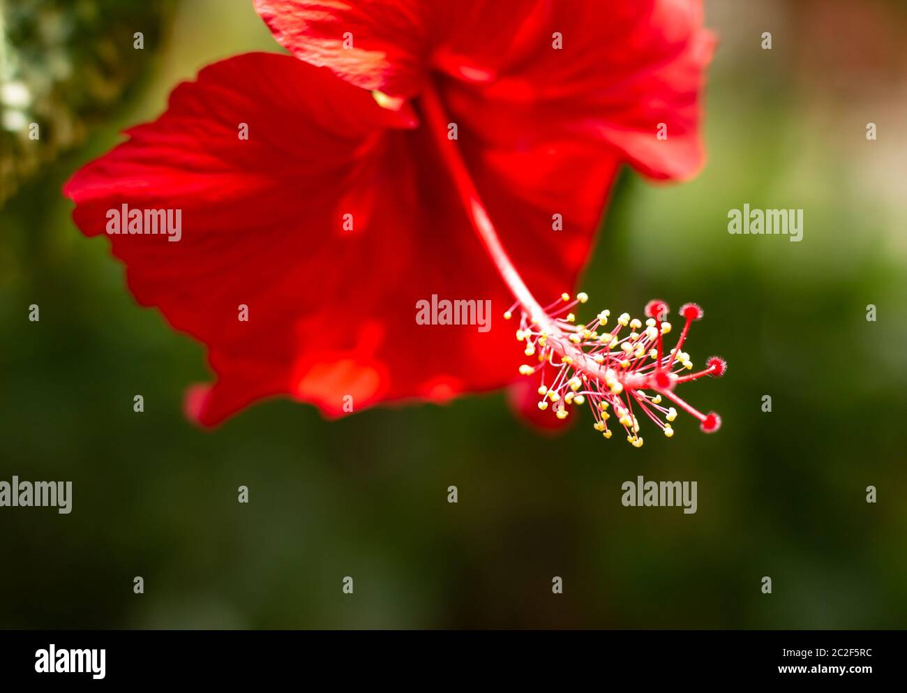 Close up Pollen of red Hibiscus rosa-sinensis or Cooperi with green ...