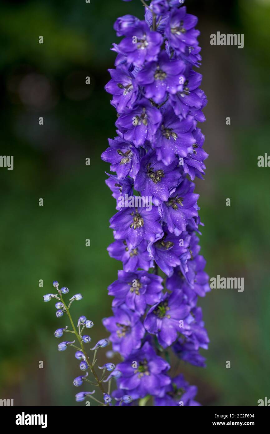 Violet larkspur flowers hi-res stock photography and images - Alamy