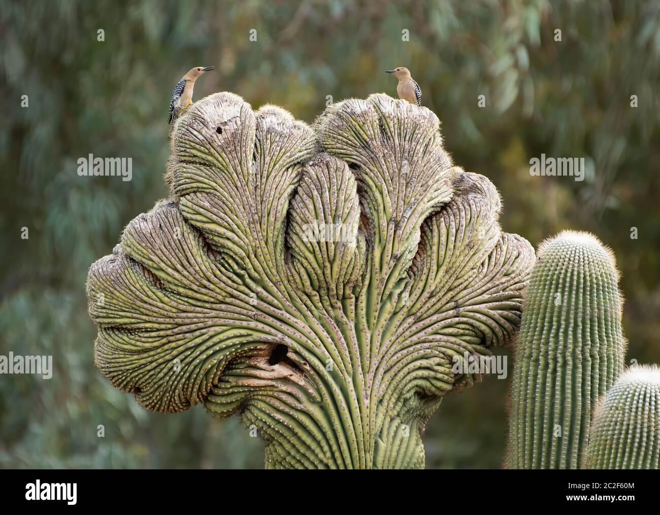 Two Gila Woodpeckers, Melanerpes uropygialis, perch on a cristate ...
