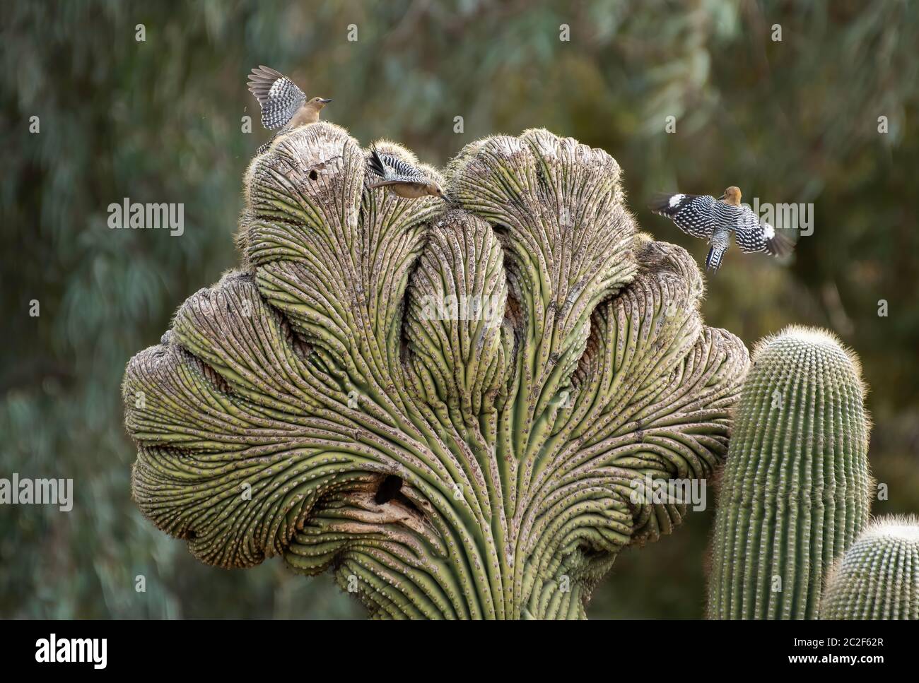 Gila Woodpeckers, Melanerpes uropygialis, on a cristate (crested ...