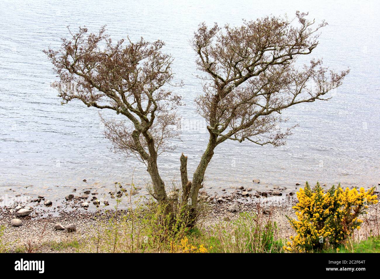 Old tree growing at the waters edge of Loch Ness Scotland Stock Photo ...