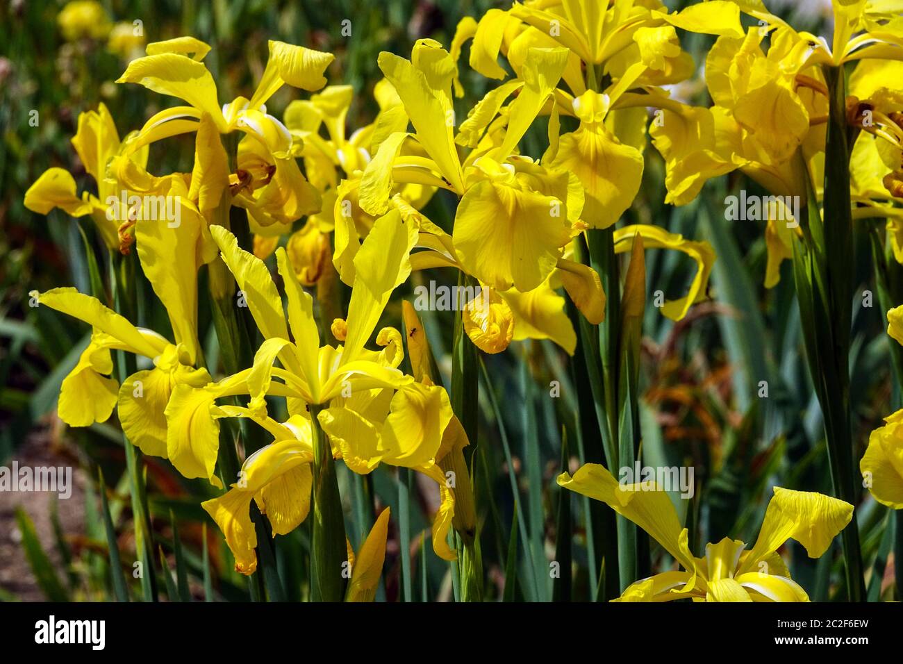 Yellow Iris spuria "Penny Bunker" Irises Stock Photo - Alamy