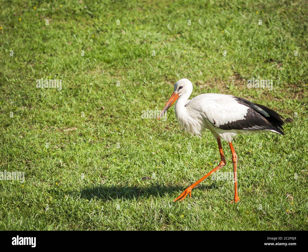 Animal with long legs hi-res stock photography and images - Alamy