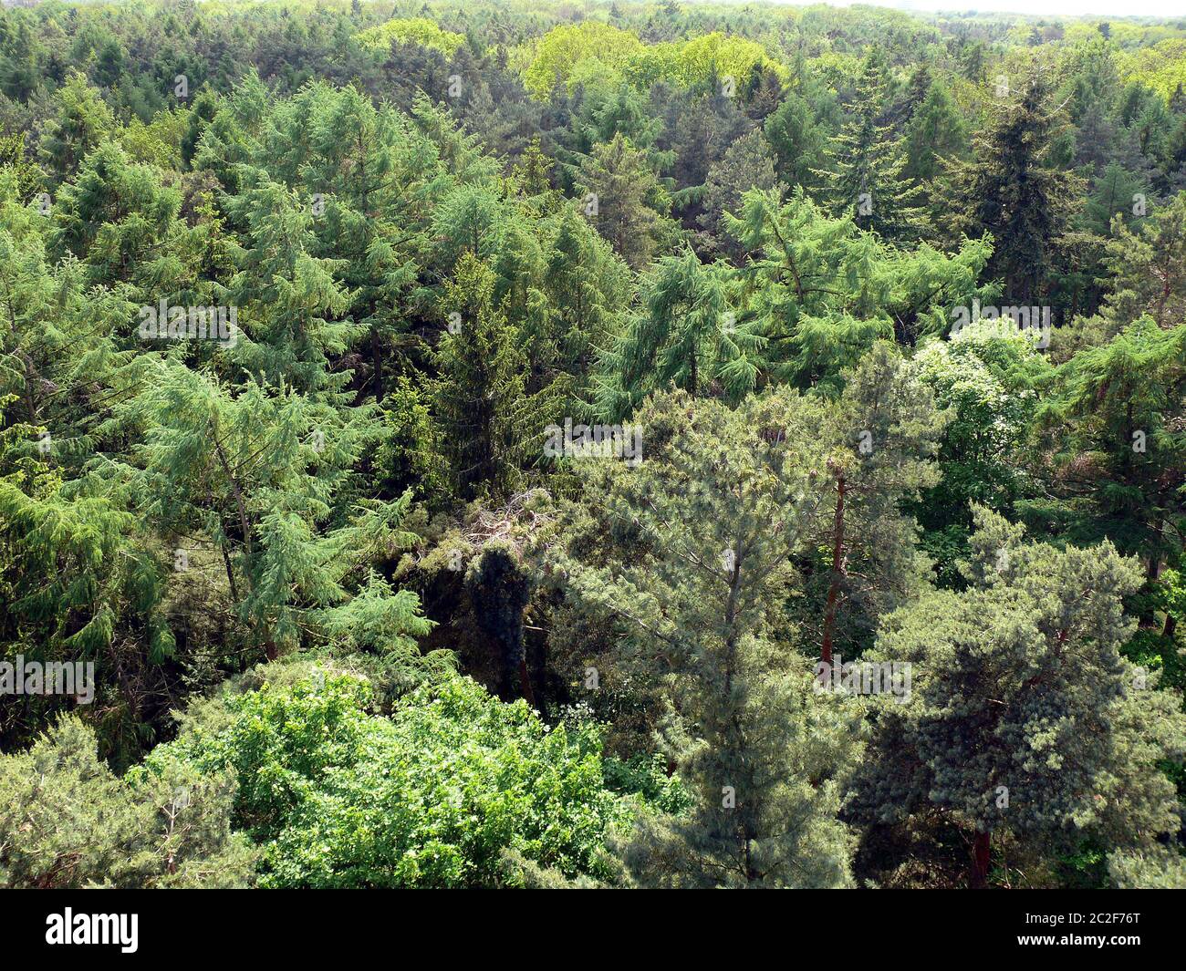 The city forest of Hannover Eilenriede Stock Photo - Alamy
