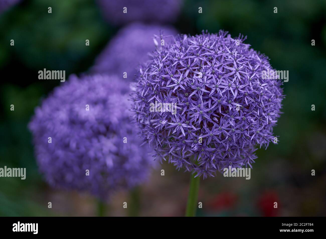 Ornamental garlic purple violet flowers close up Alium Globemaster ...
