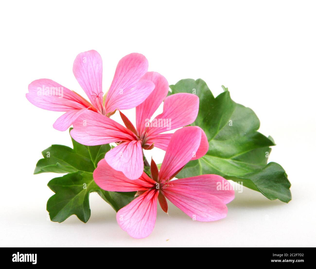 Geranium pelargonium peltatum Cut Out Stock Images & Pictures - Alamy