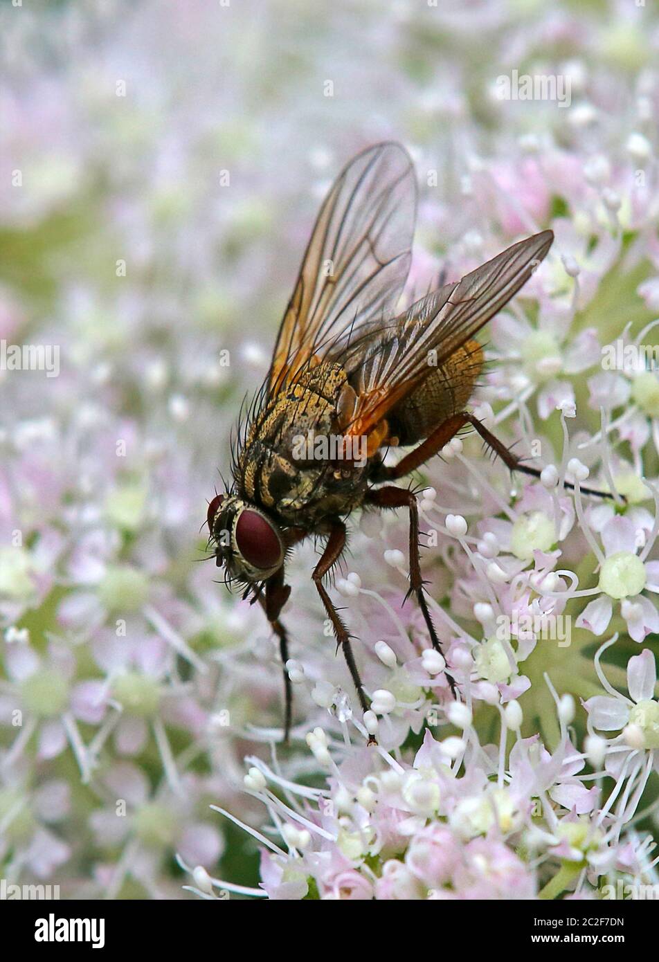 Macro Angelica House Fly Phaonia angelicae Stock Photo - Alamy