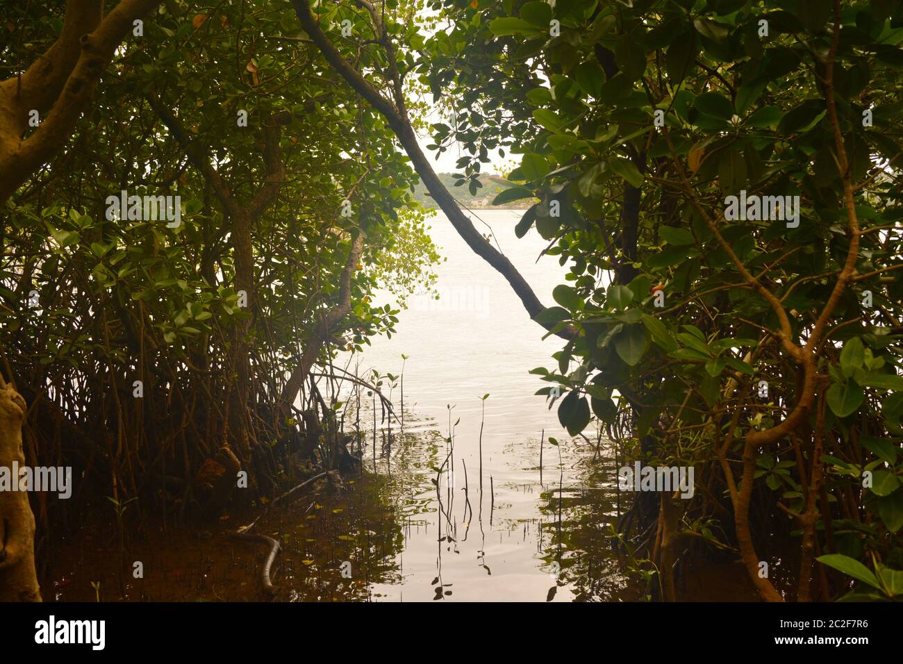 Mangrove jack hi-res stock photography and images - Alamy