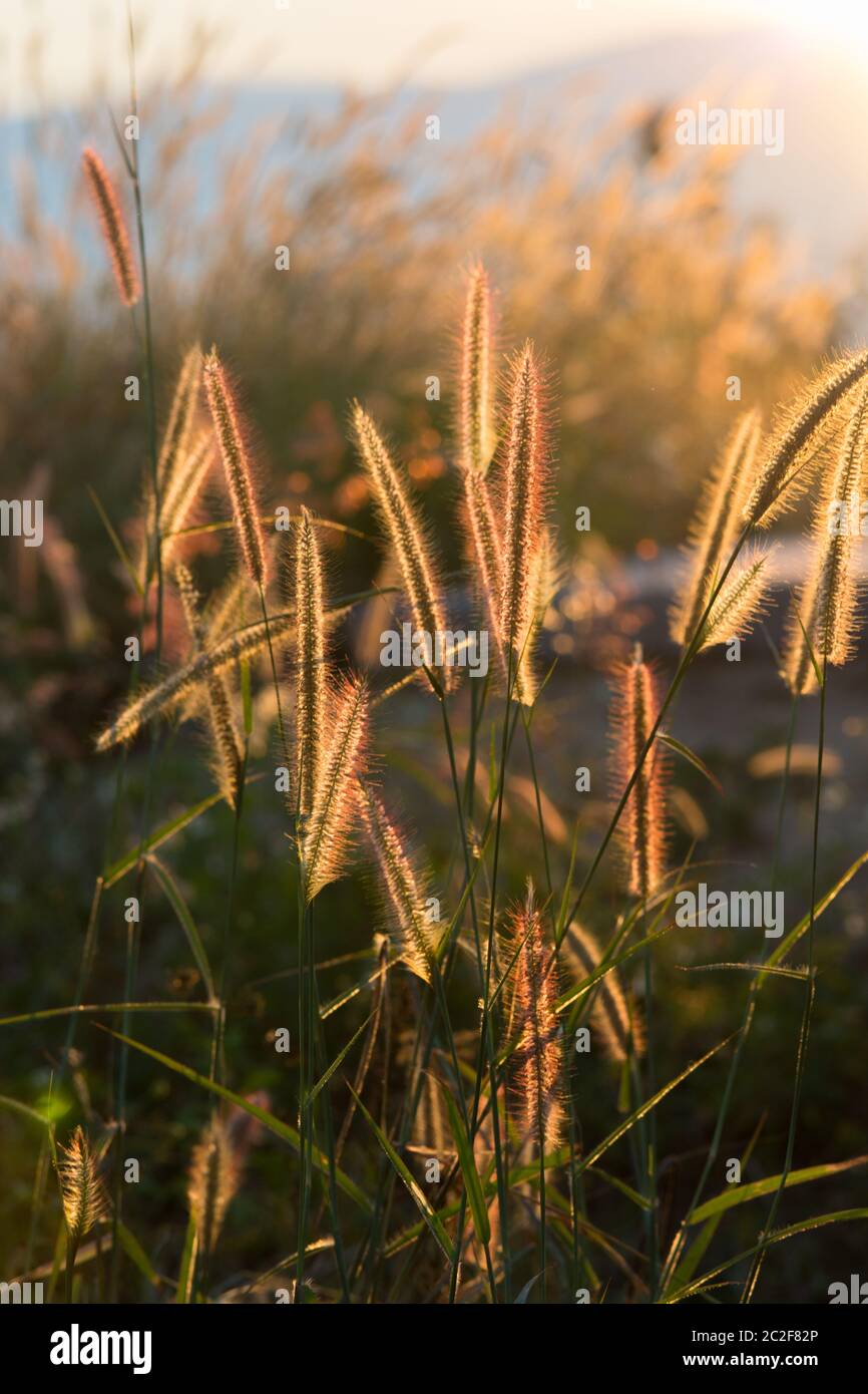Blurry field of grass background hi-res stock photography and images ...