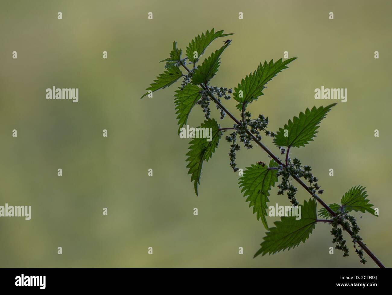 Nettle image hi-res stock photography and images - Alamy