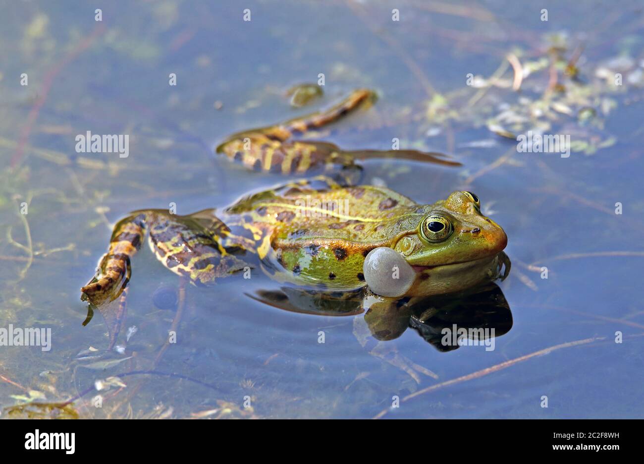 Quaking pond frog Pelophylax esculenta Stock Photo - Alamy