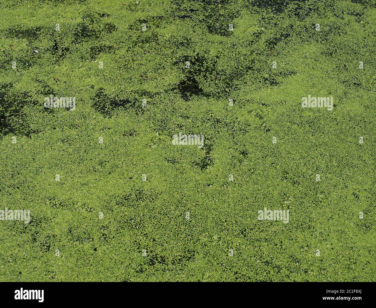 Algae floating on water surface in a pond Stock Photo - Alamy