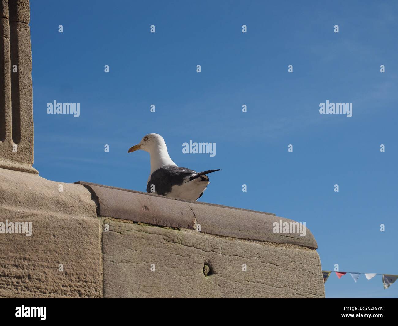 gull seabird aka Seagull or Mew animal of phylum Chordata, clade ...