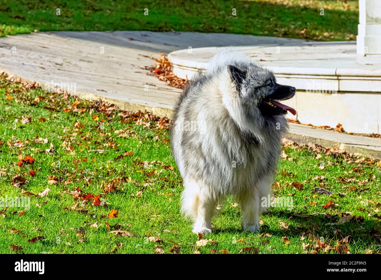 Keeshond is a medium-sized dog with a plush, two-layer coat of silver ...