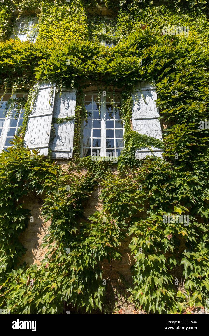 wall of a house completely overgrown with Ivy Stock Photo - Alamy