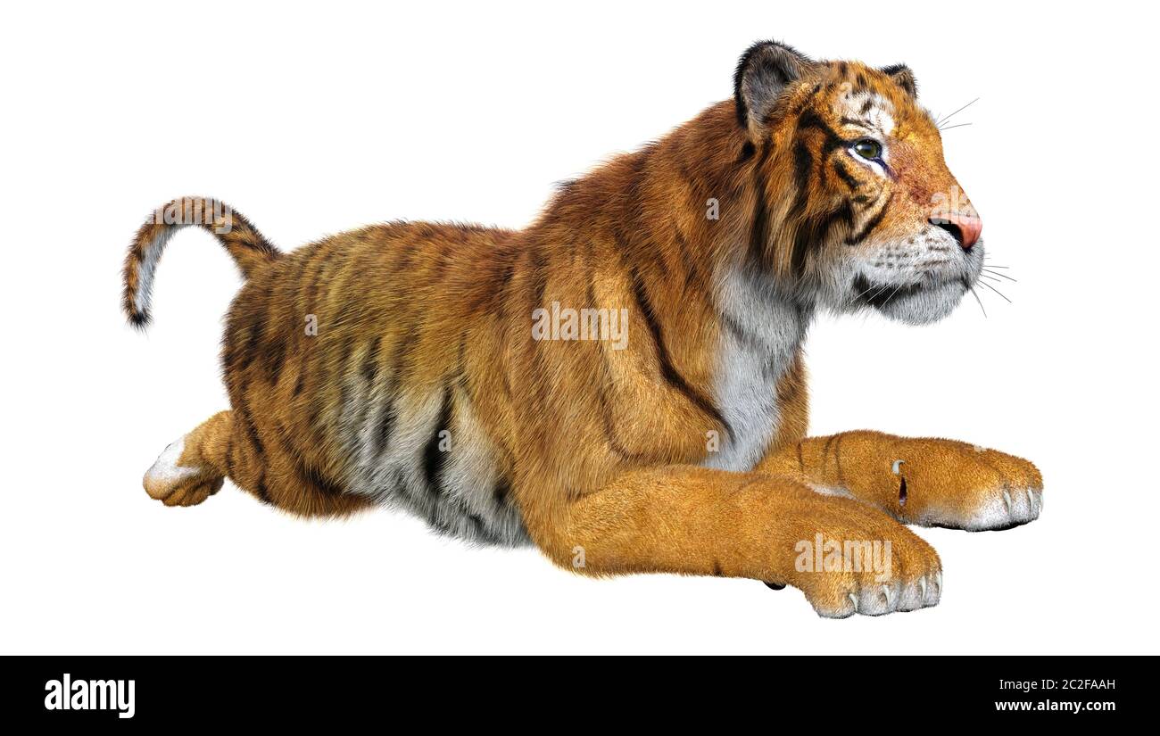 3D rendering of a big cat tiger isolated on white background Stock ...