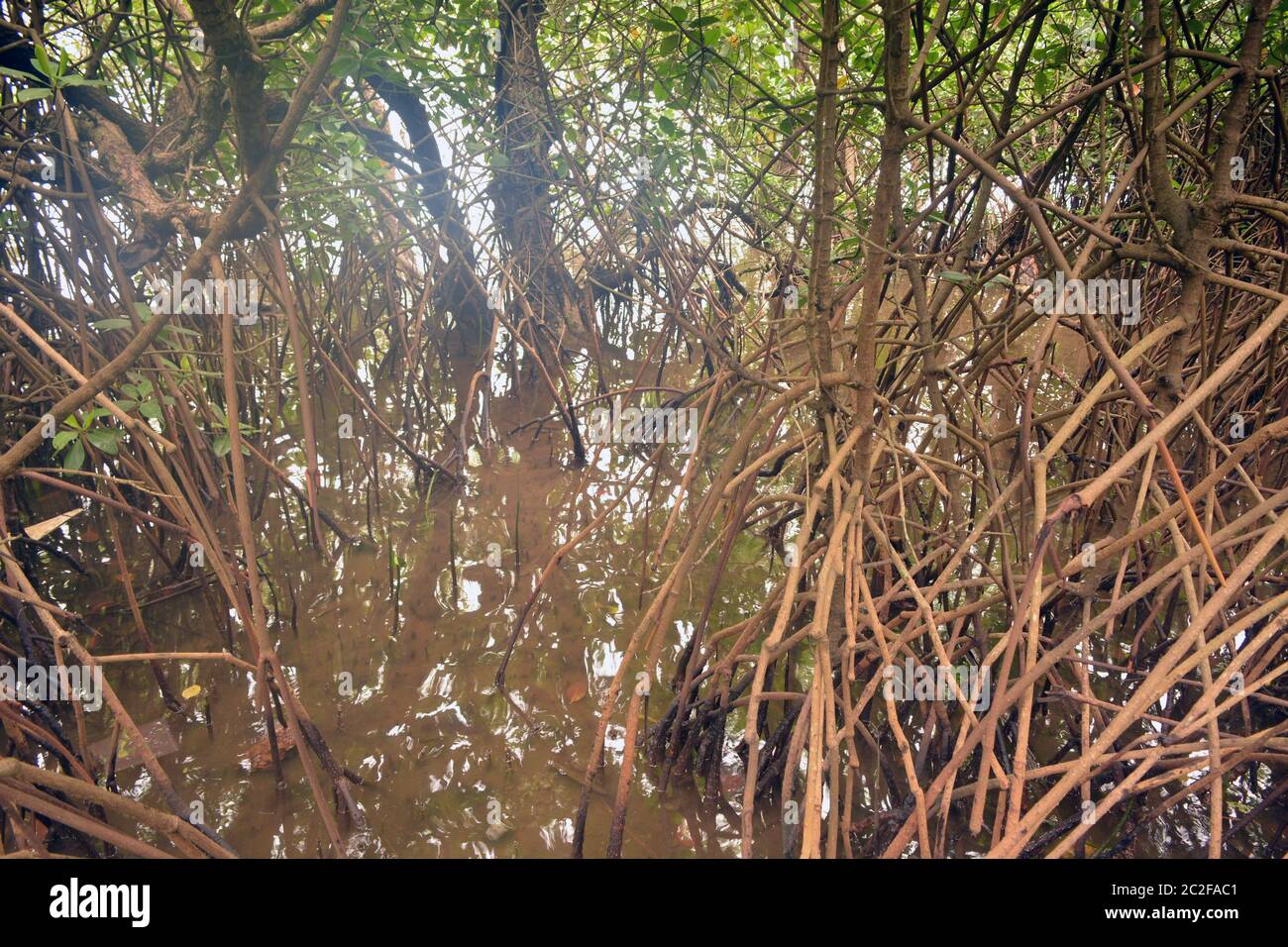 Mangrove jack hi-res stock photography and images - Alamy