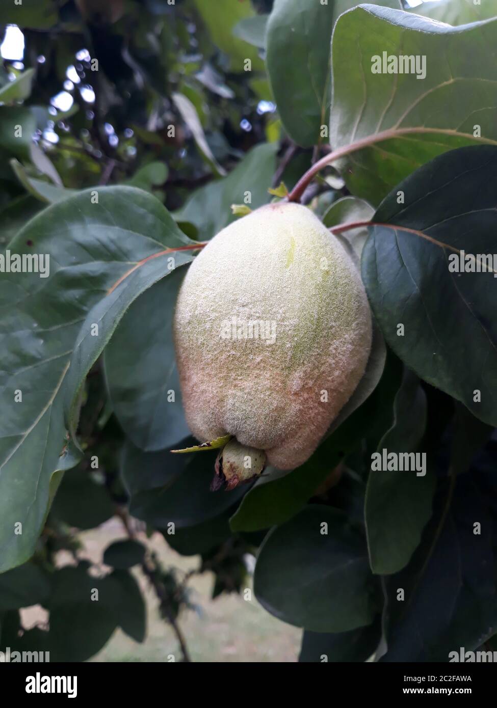Quince tree hi-res stock photography and images - Alamy