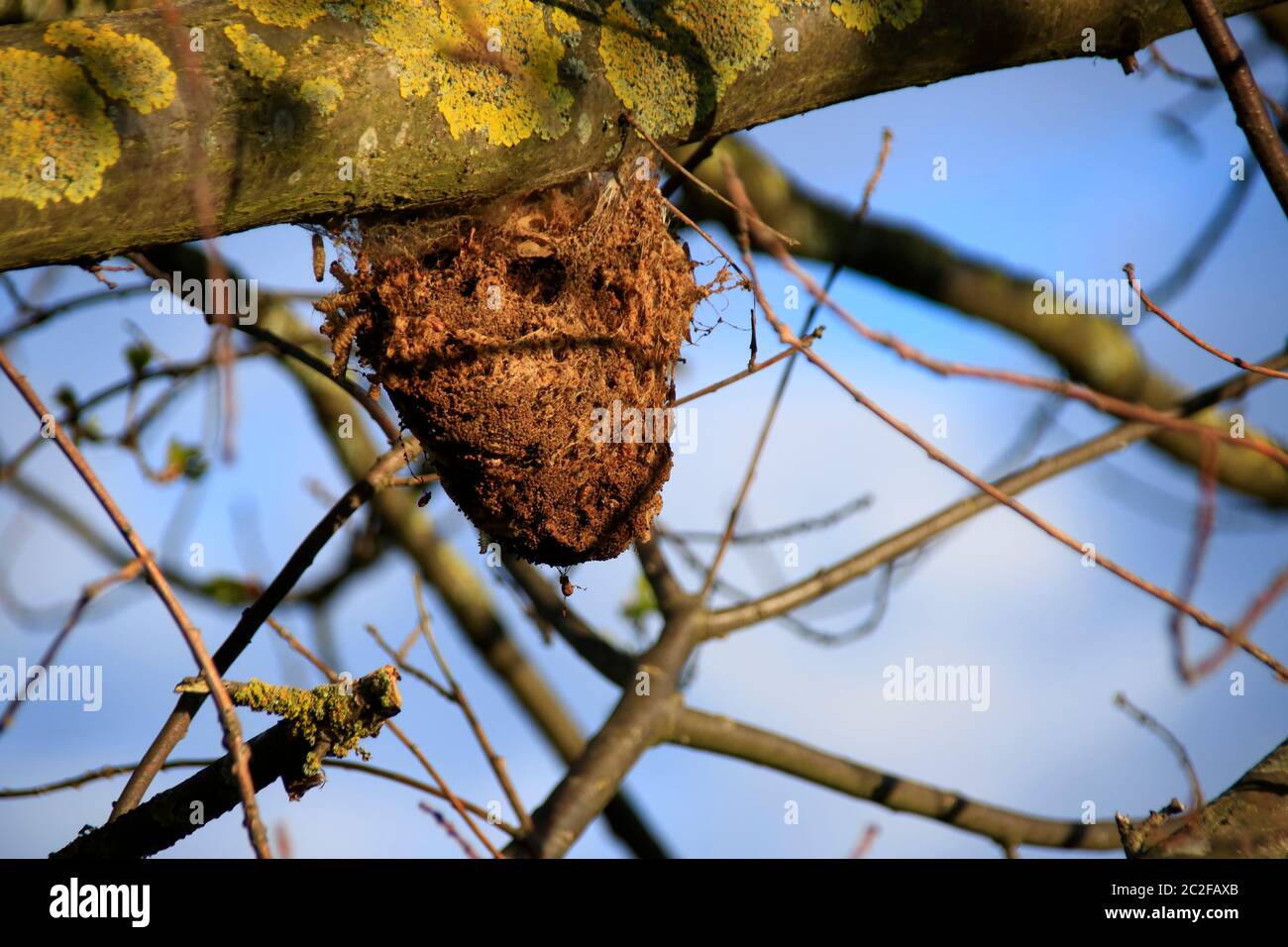 Nest of oak processionary spinner on an oak tree Stock Photo - Alamy