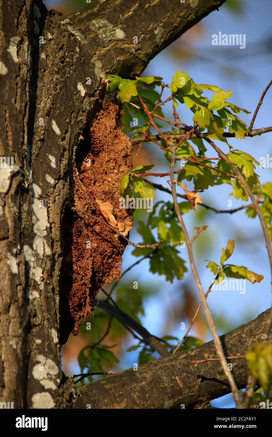 Moth caterpillar oak tree hi-res stock photography and images - Alamy
