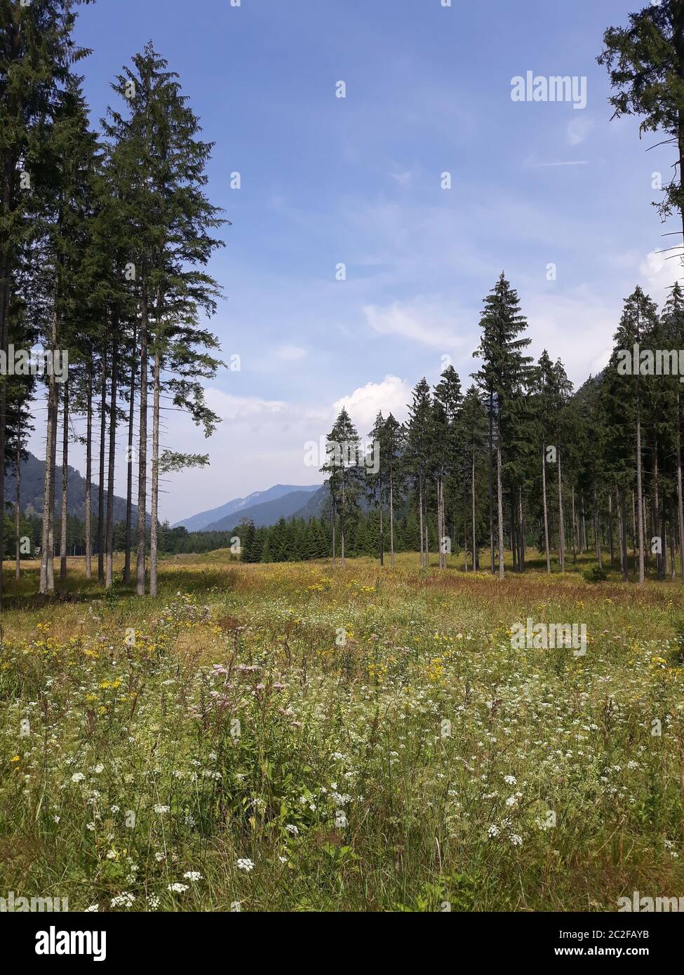 Wildflower meadow with sky hi-res stock photography and images - Alamy