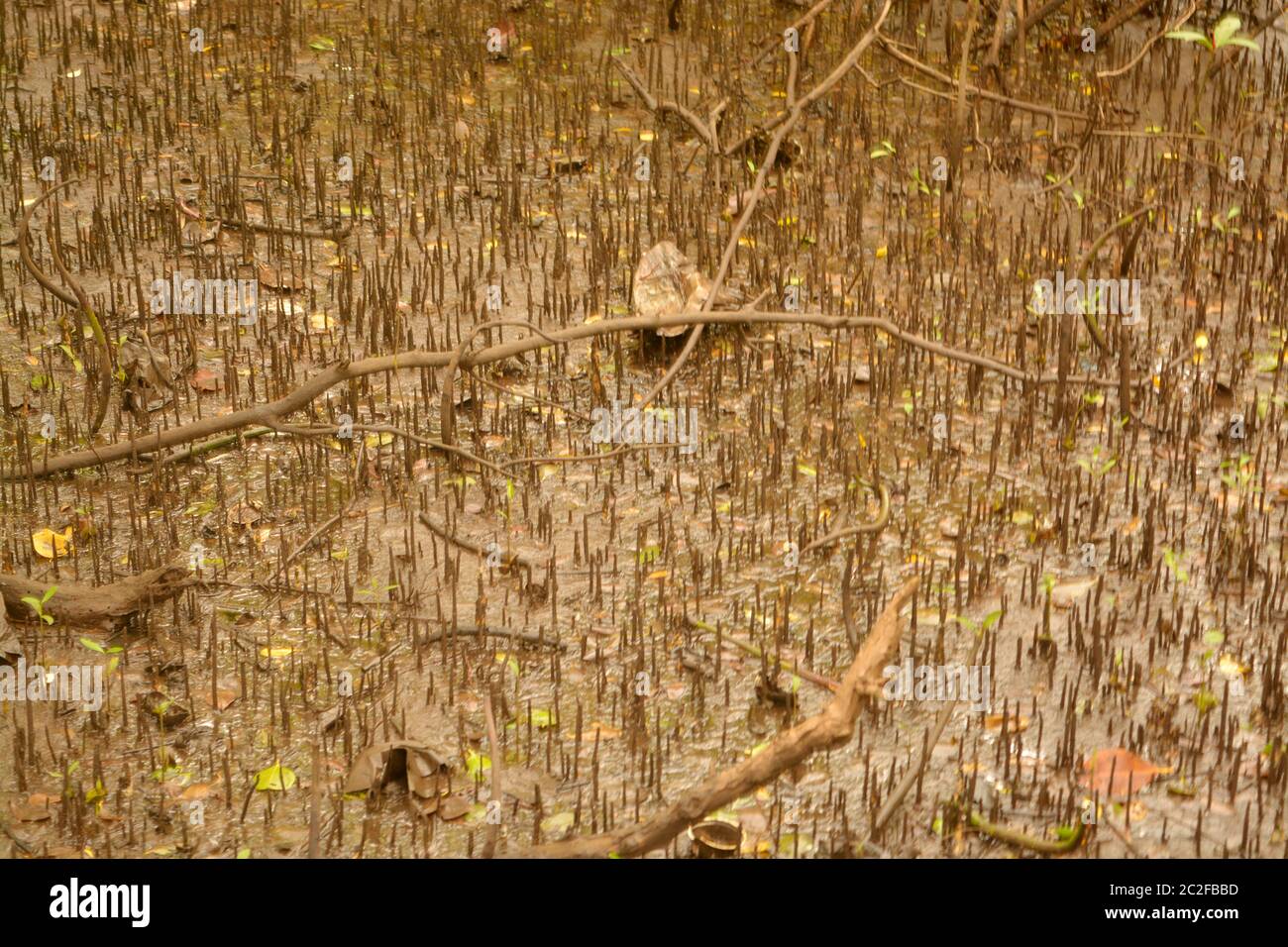 Mangrove breathing roots Stock Photo - Alamy