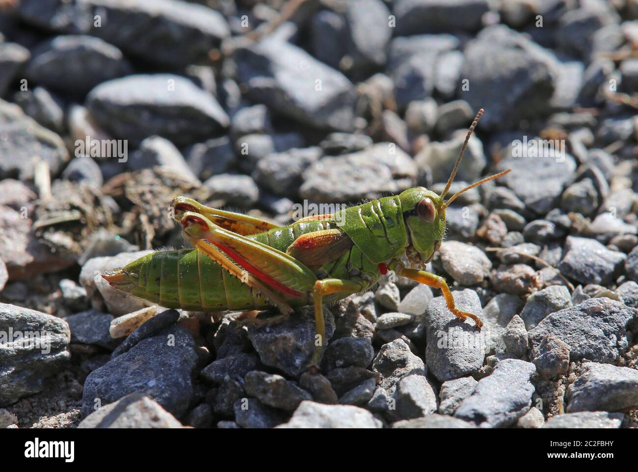 Alpine mountain scare hi-res stock photography and images - Alamy