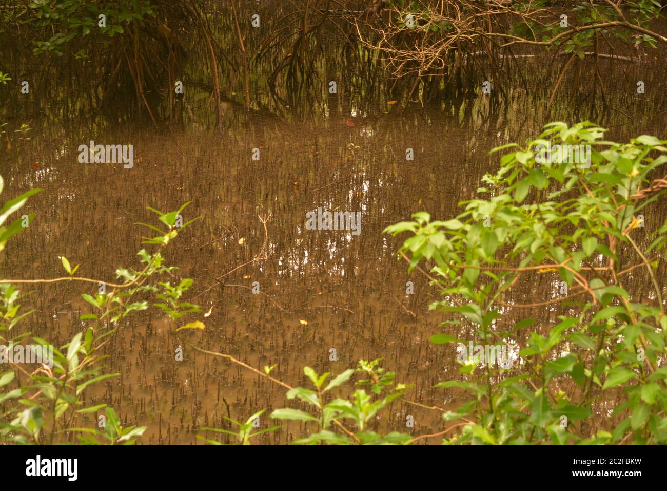 Mangrove jack hi-res stock photography and images - Alamy
