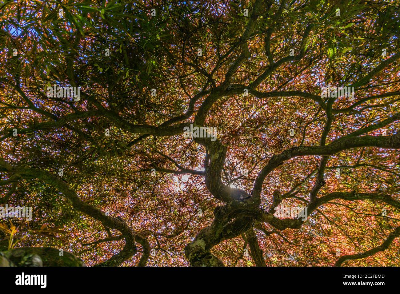 A view from beneath a Japanese Maple tree Stock Photo - Alamy
