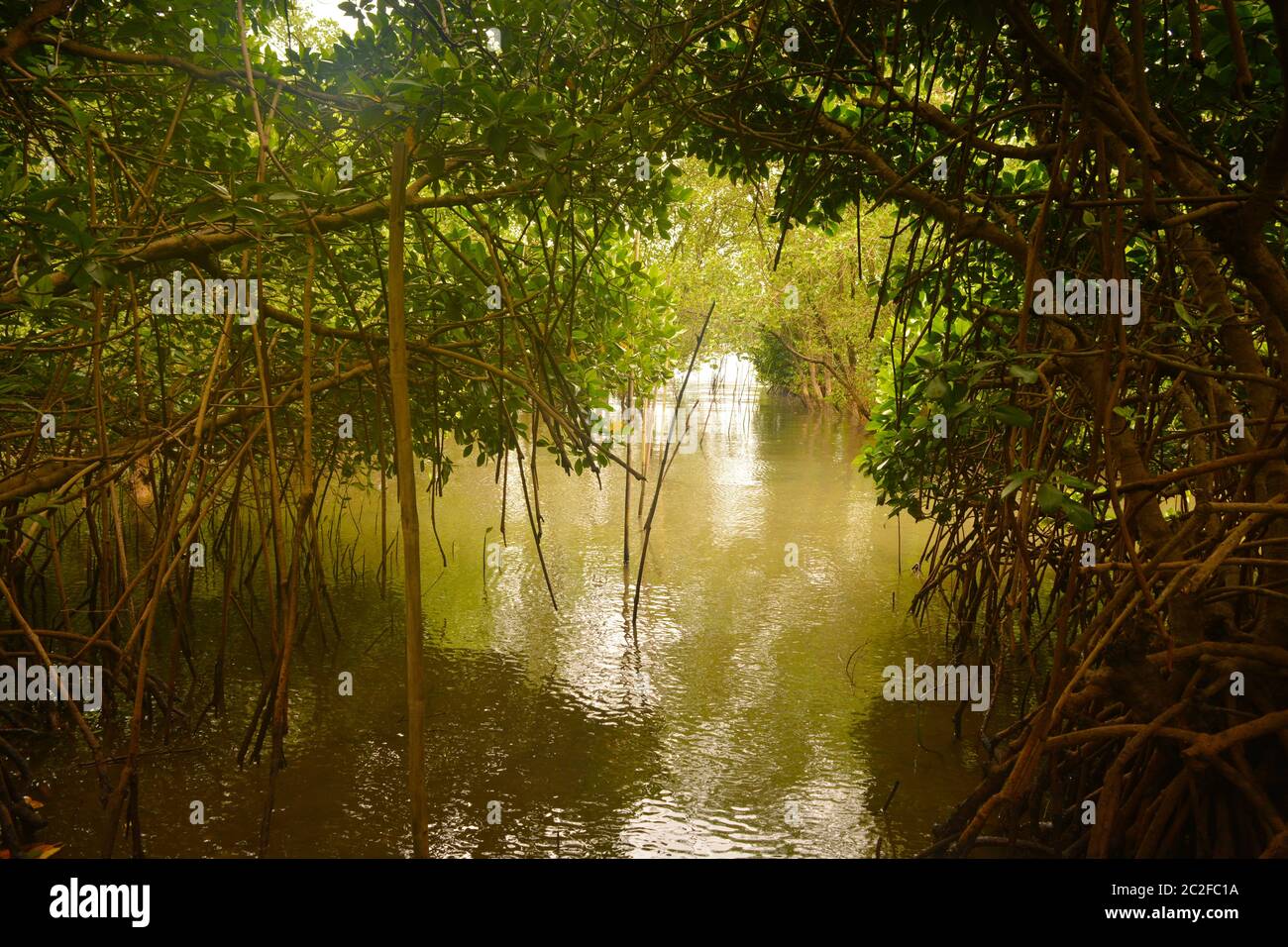 Mangrove jack hi-res stock photography and images - Alamy