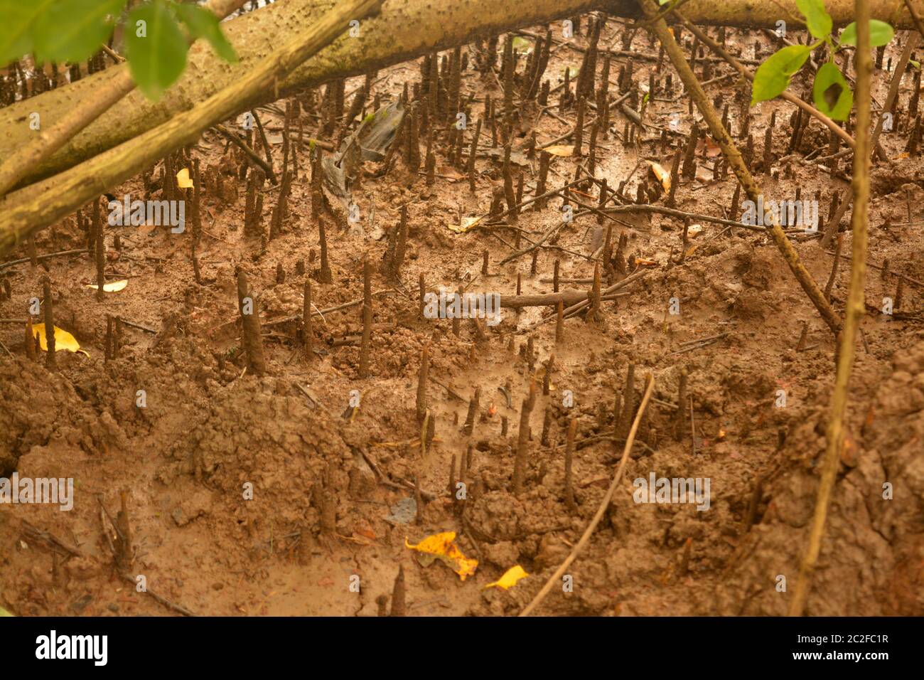 Breathing Roots High Resolution Stock Photography and Images - Alamy