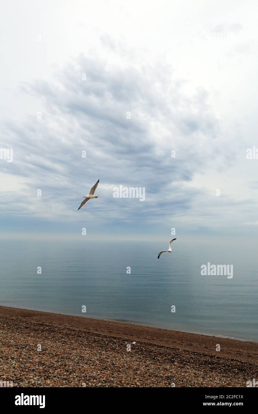 Seagulls flying over shingle beach on a cloudy day, Marine Parade ...