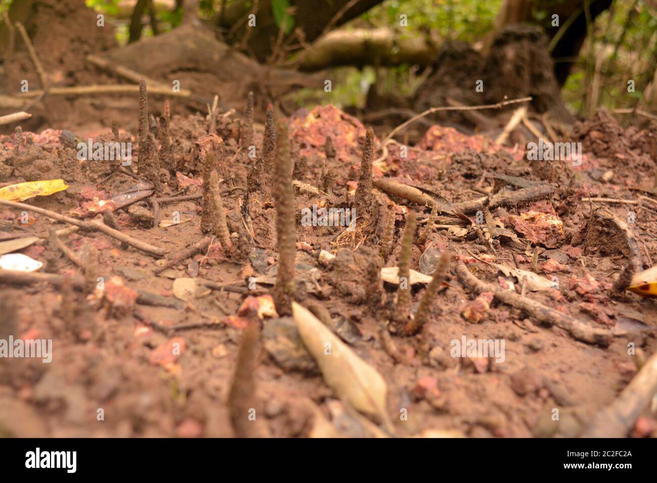 Breathing Roots High Resolution Stock Photography and Images - Alamy