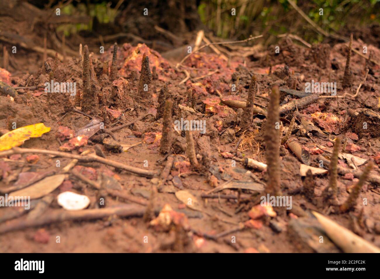 Breathing Roots High Resolution Stock Photography and Images - Alamy