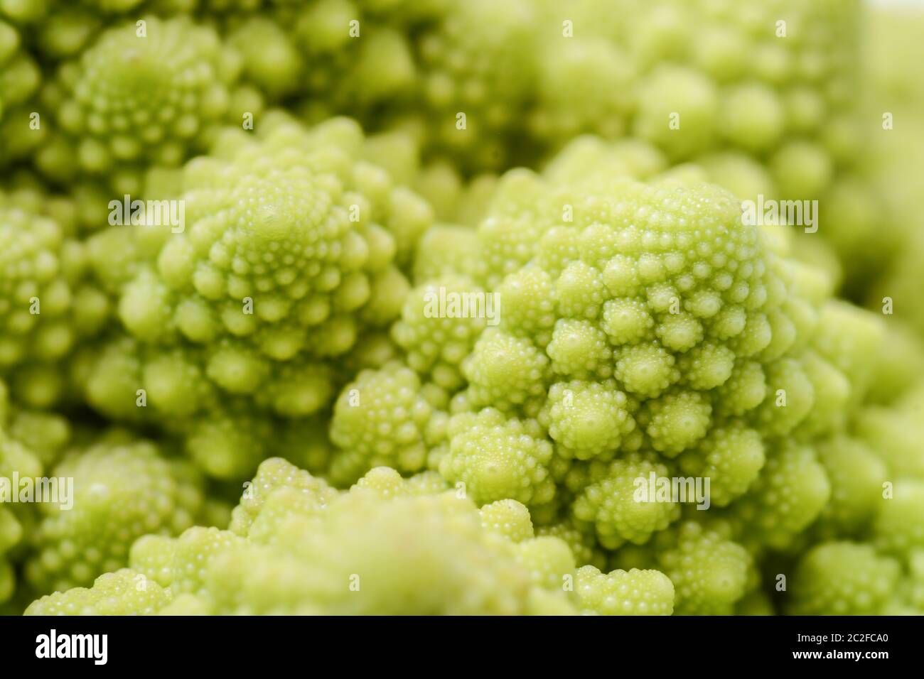 Roman cauliflower isolated on white background, it is an edible flower ...