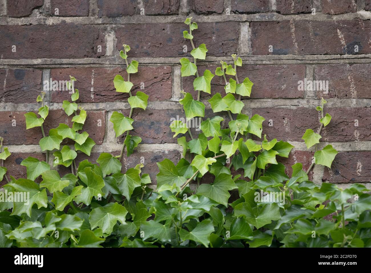 fast growing ivy taking over wall Stock Photo - Alamy