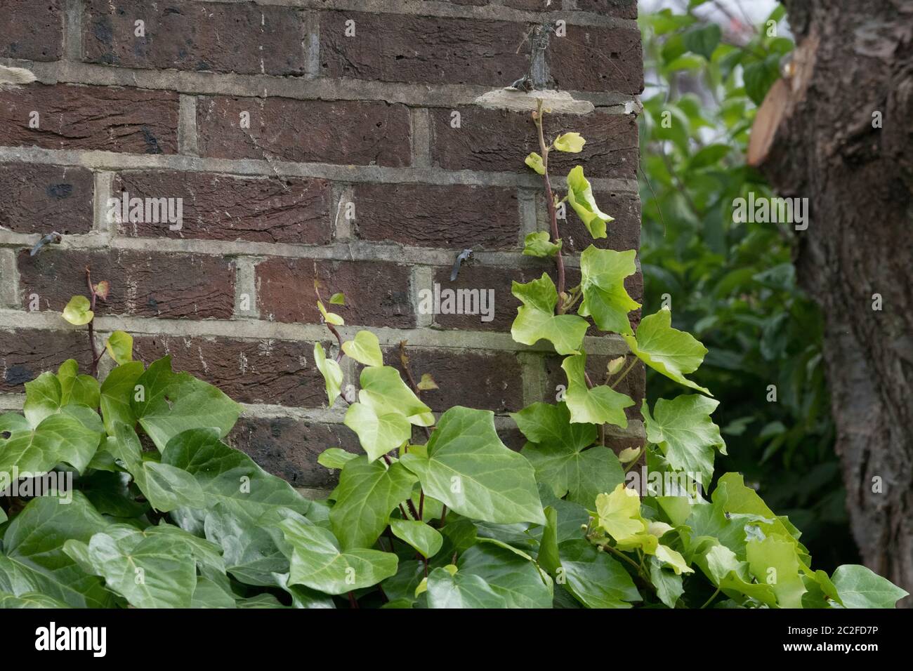 creeping ivy taking over wall Stock Photo - Alamy