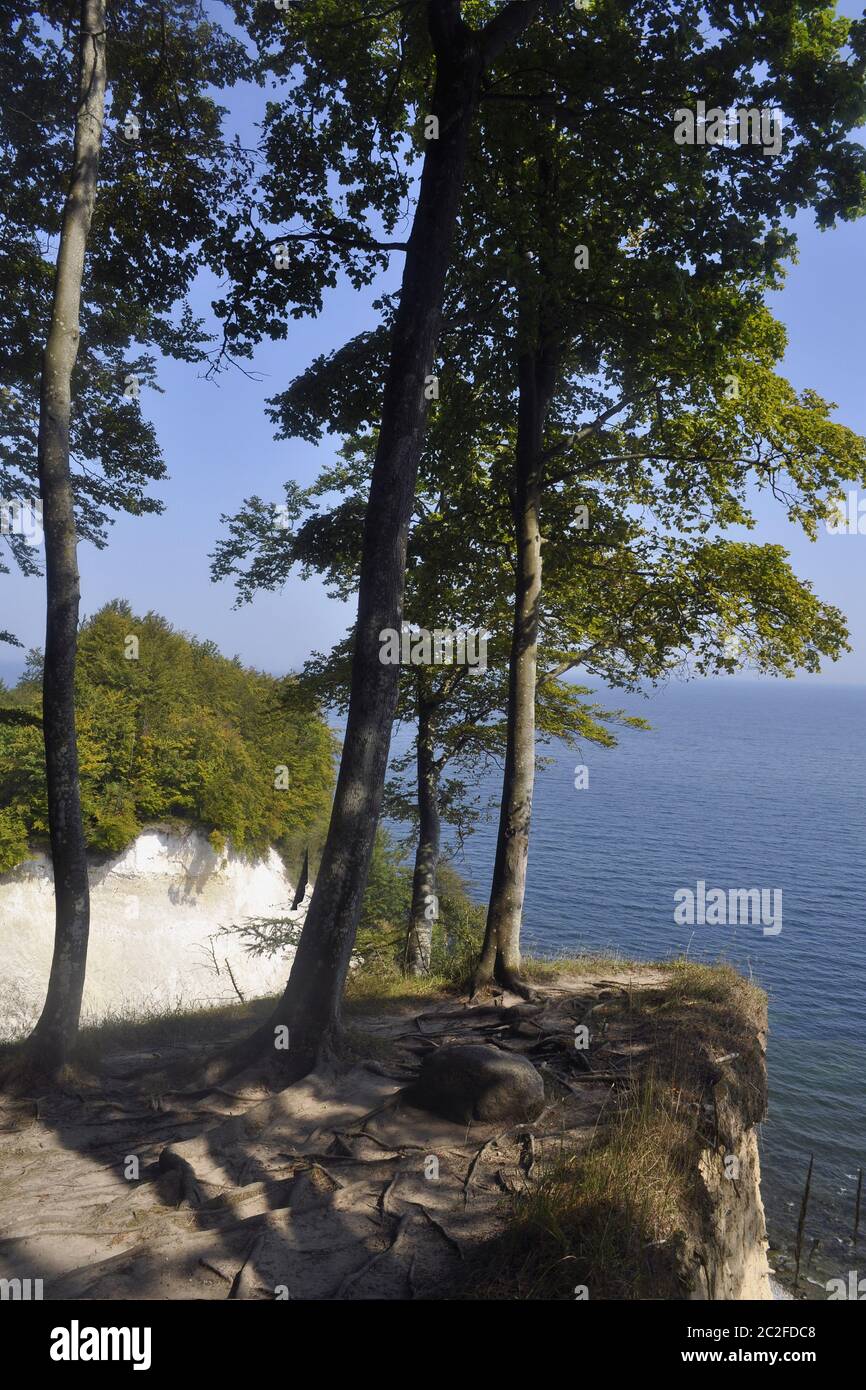 Panorama with trees on the high shore of the Baltic Sea Stock Photo - Alamy