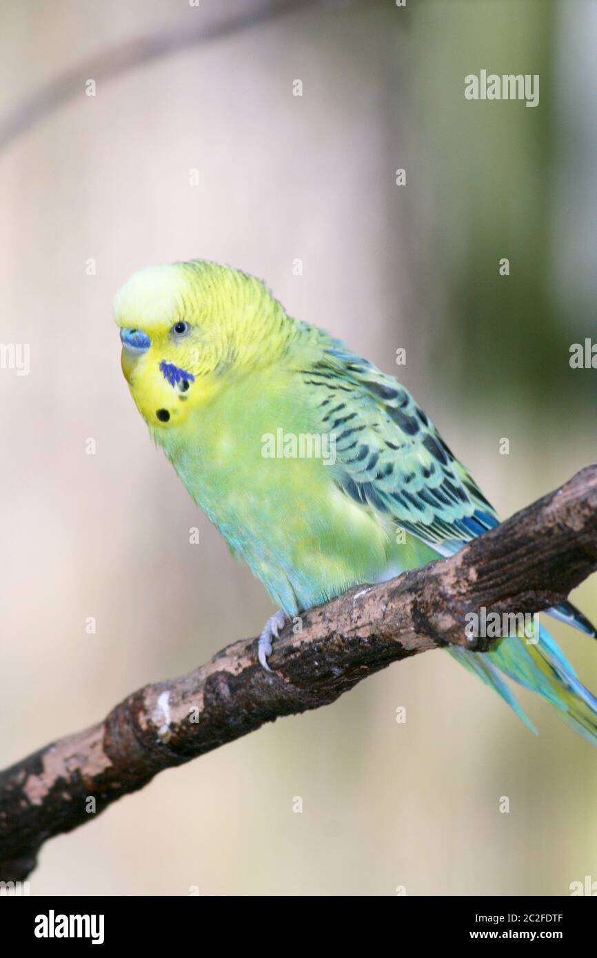 Budgerigar (melopsittacus undulatus) hi-res stock photography and ...