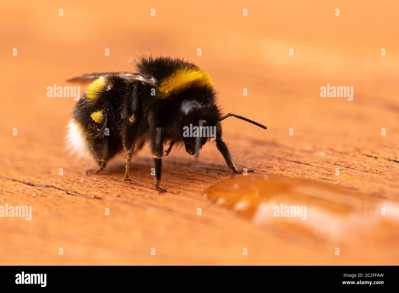 A tired bumblebee (Bombus terrestris) may be revived by a sugar water ...