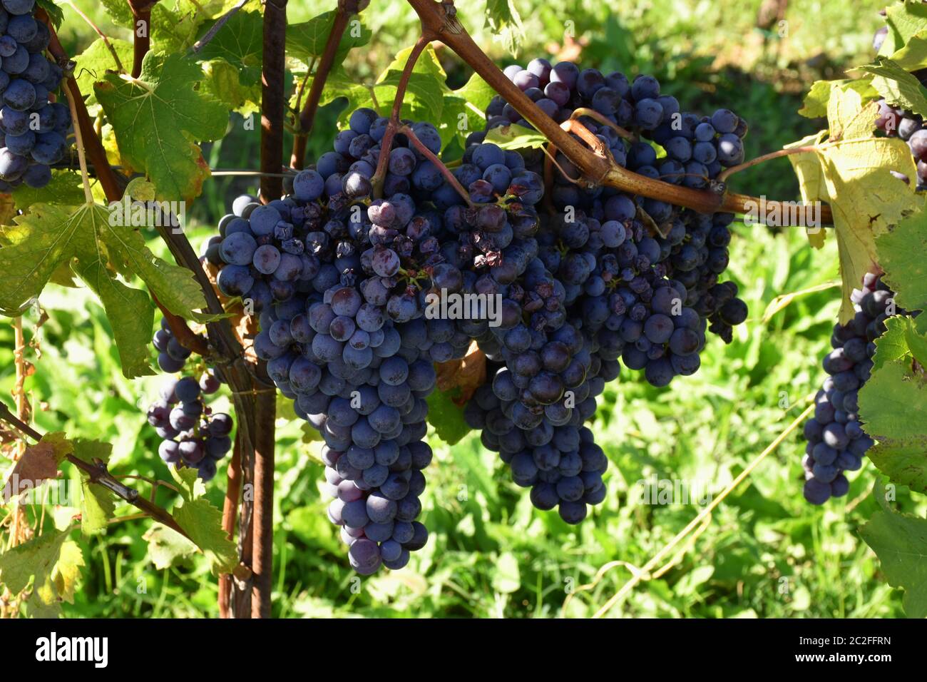 Banch hi-res stock photography and images - Alamy