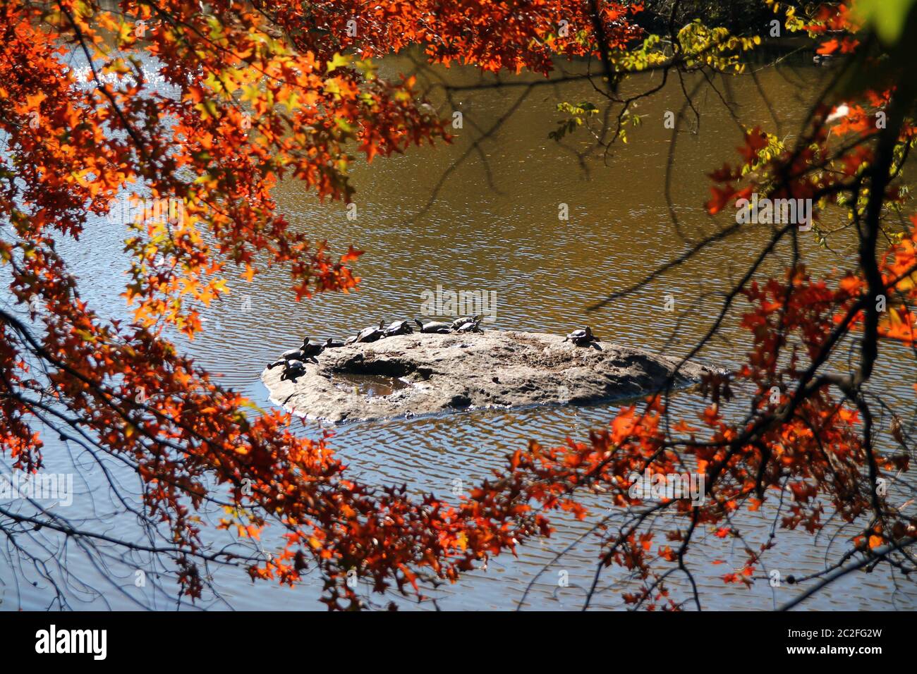 Fall and foliage in Central Park Stock Photo - Alamy