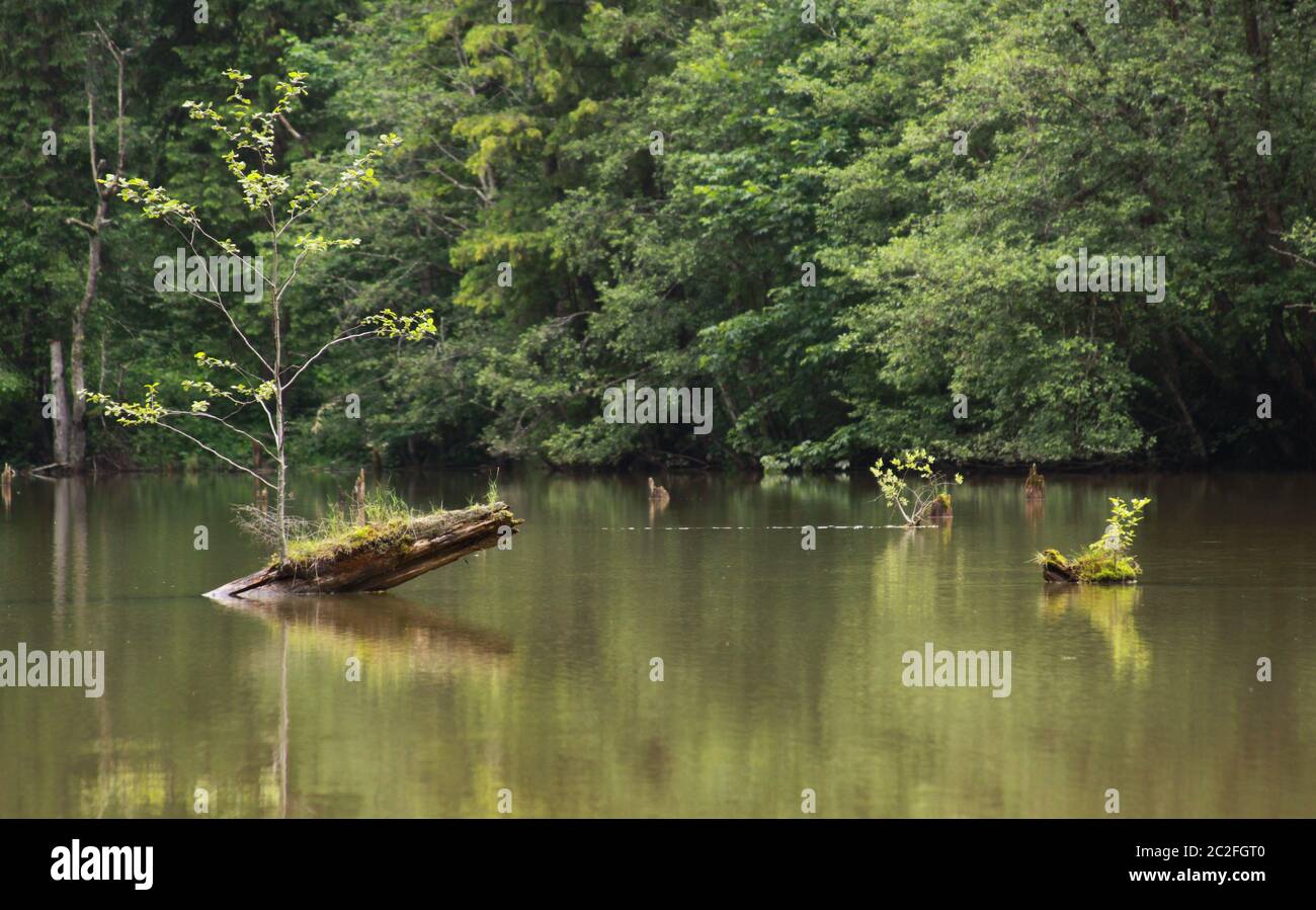 Lacu Rosu lake in Transylvania, Romania. Lacu Rosu is a popular travel ...