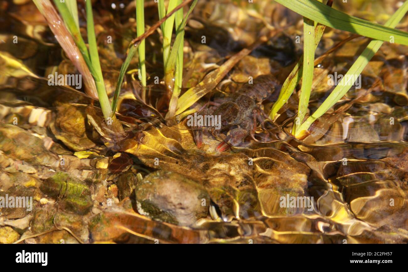 The Astacus astacus (or noble crayfish, European crayfish, and broad ...