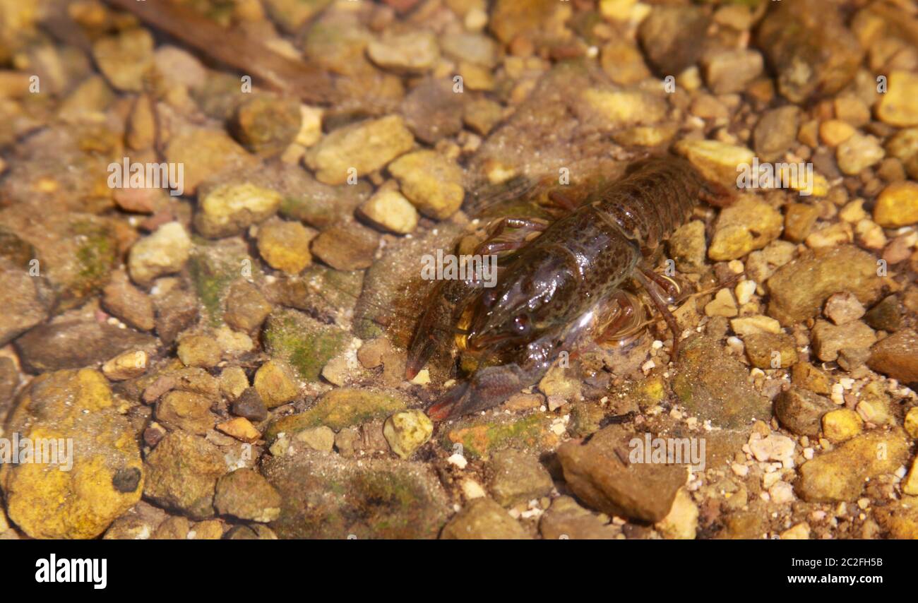 The Astacus astacus (or noble crayfish, European crayfish, and broad ...
