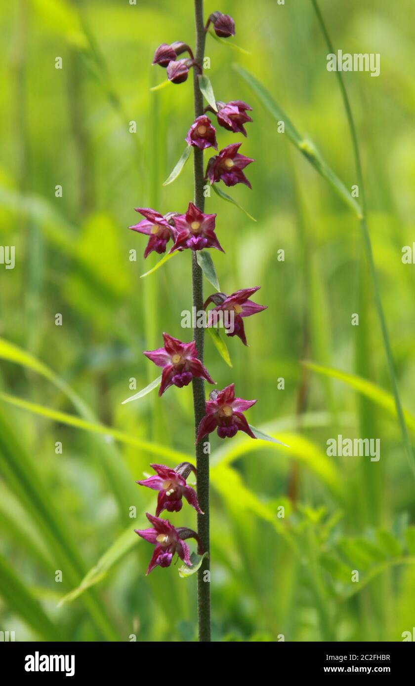 Rare Cephalanthera rubra orchid in Transylvania Romania. Cephalanthera ...