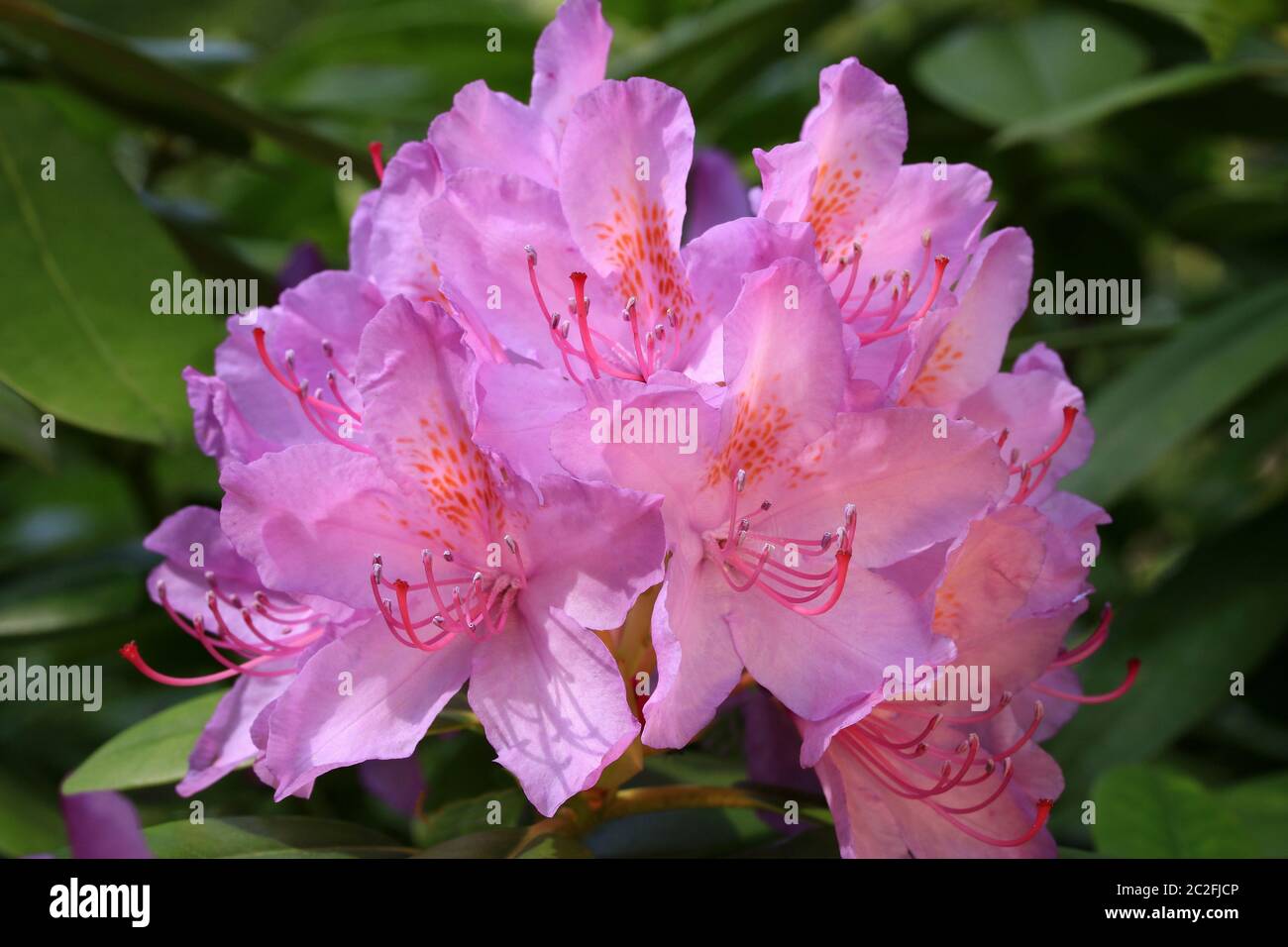 Rhododendron, pink inflorescence Stock Photo - Alamy
